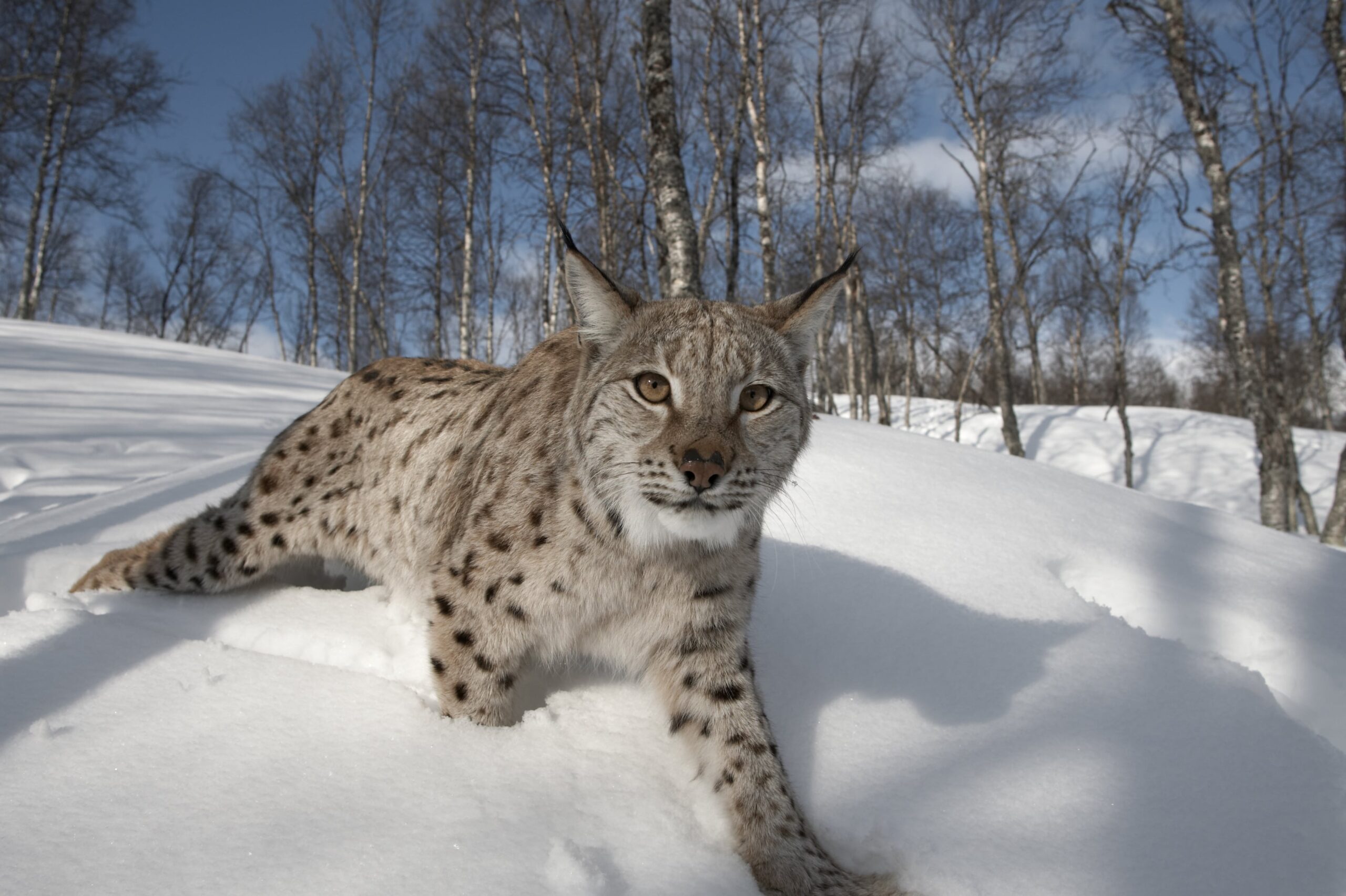 Lynx reintroduction discussed in Scottish Parliament for first time - TFN